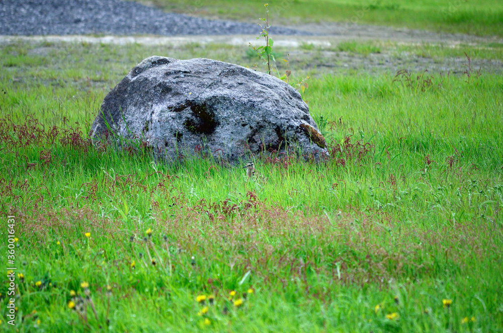 eurasian curlew baby chicken bird standing in front of big rock in tall ...