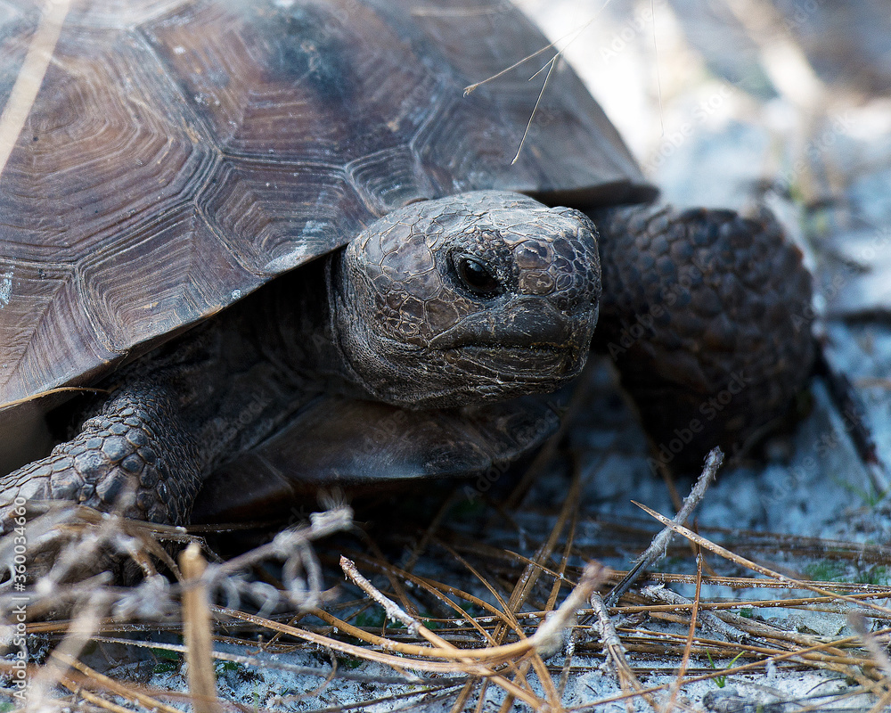 Turtle Gopher Tortoise Photo. A gopher-tortoise turtle in the field ...