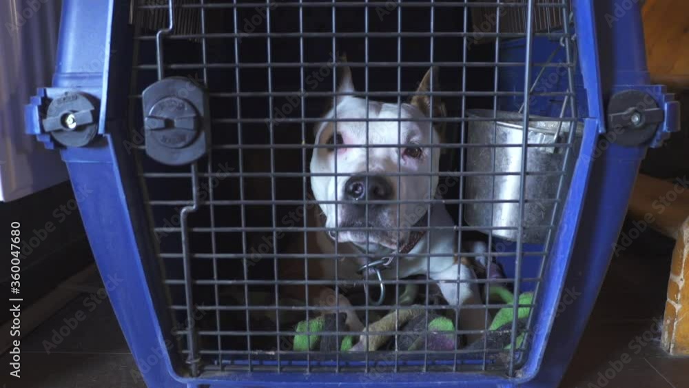 Purebred cane corso dog looking from inside a transport cage Stock ビデオ ...