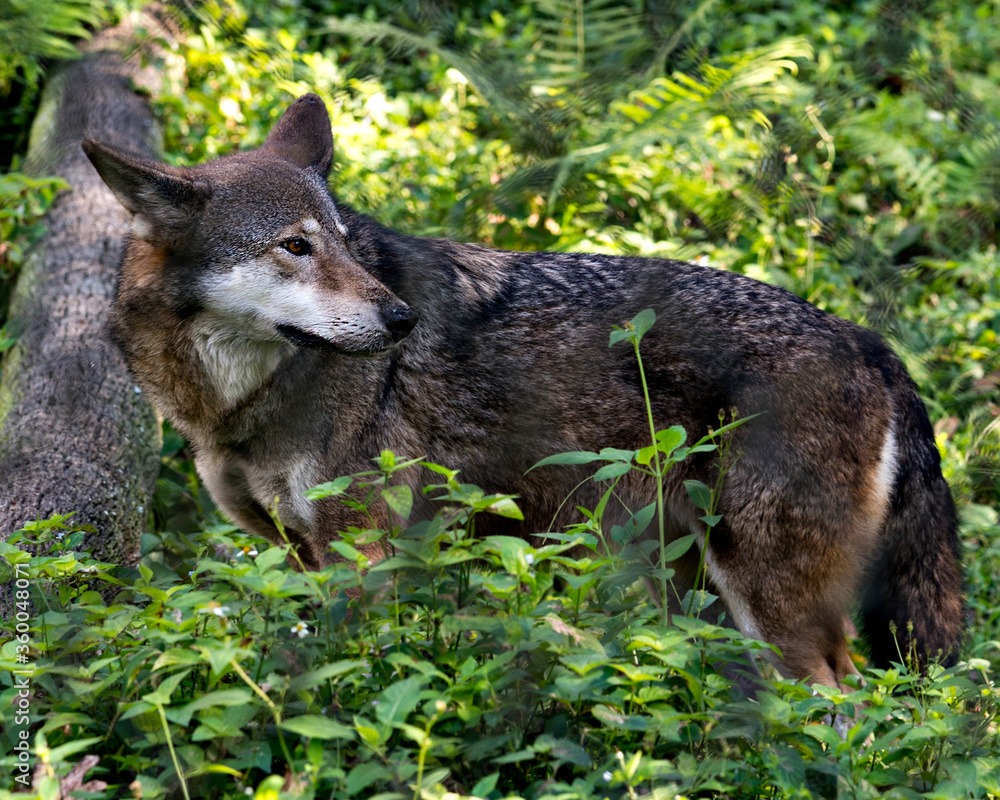 Wolf (Red Wolf) stock photos. Red Wolf endangered species. Red Wolf ...