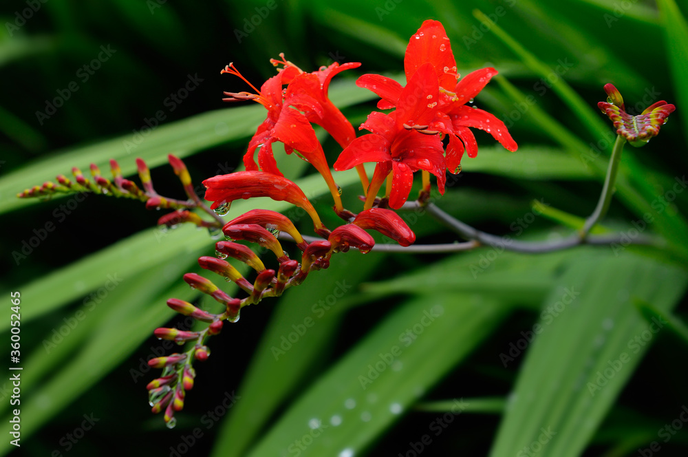 Cluster of Crocosmia Lucifer flower heads at Annapolis Royal Historic ...