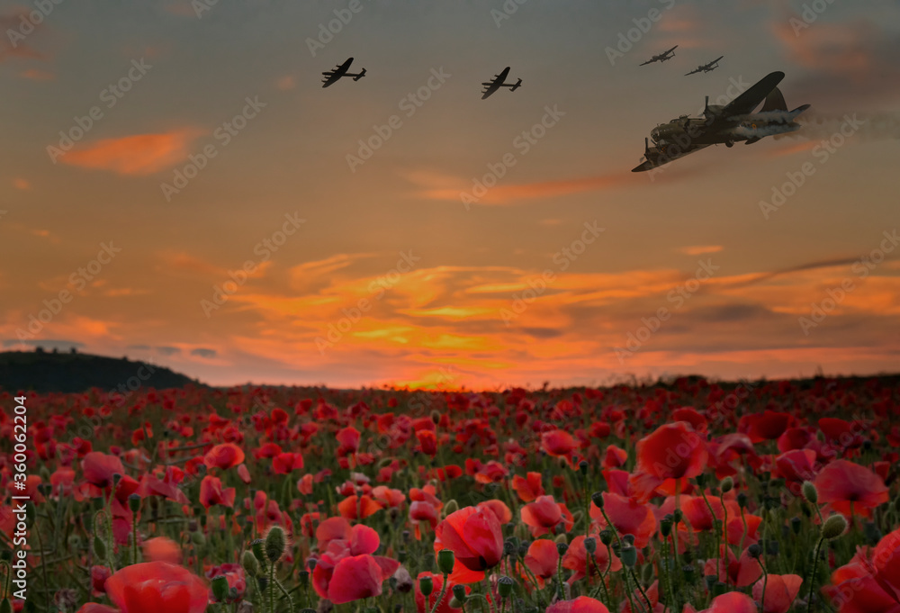 Lest we Forget, poppy field with WW11 planes flying across as the sun ...