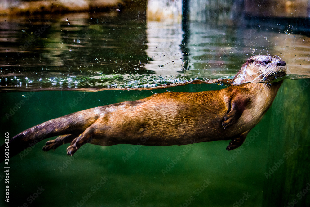 River Otters Swimming