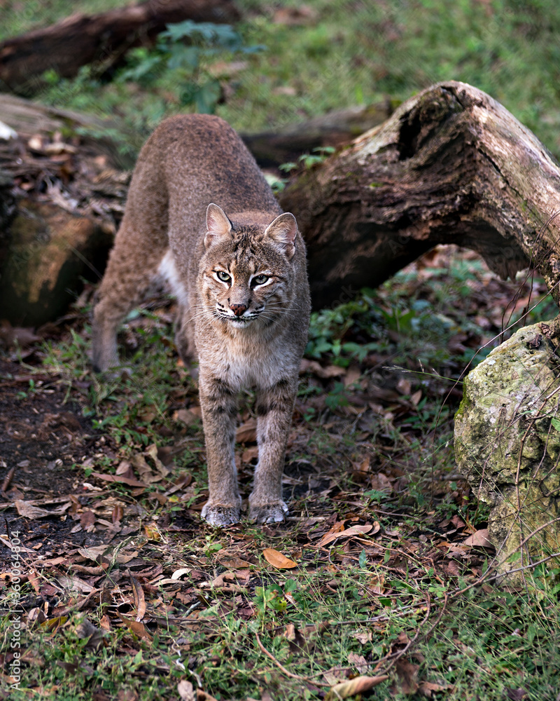 Bobcat Stock Photos. Image. Portrait. Picture. Bobcat close up walking ...