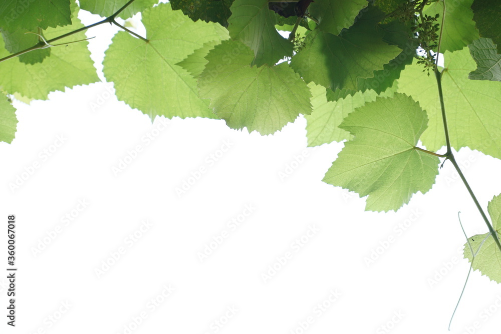 Green vine leaves and branches of a tree with sky background. Stock ...