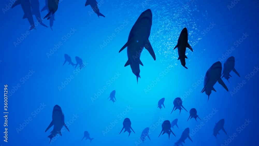 Animation of a large group of great white sharks slowly swimming in the ...