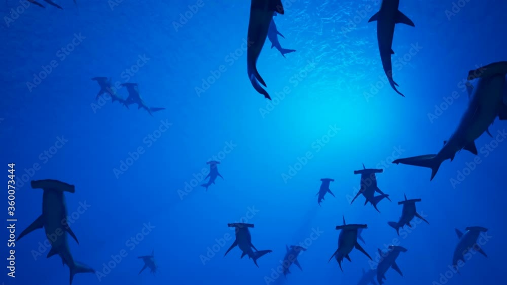 Animation of a large group of great white sharks slowly swimming in the ...