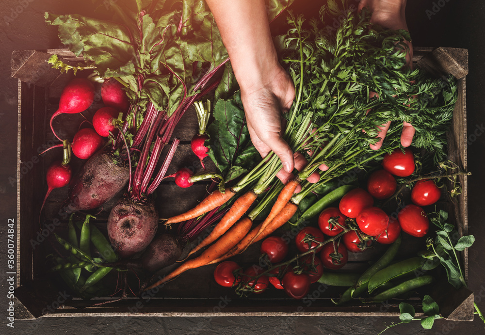 Farmer folding fresh vegetables in wooden box on dark background. Woman ...