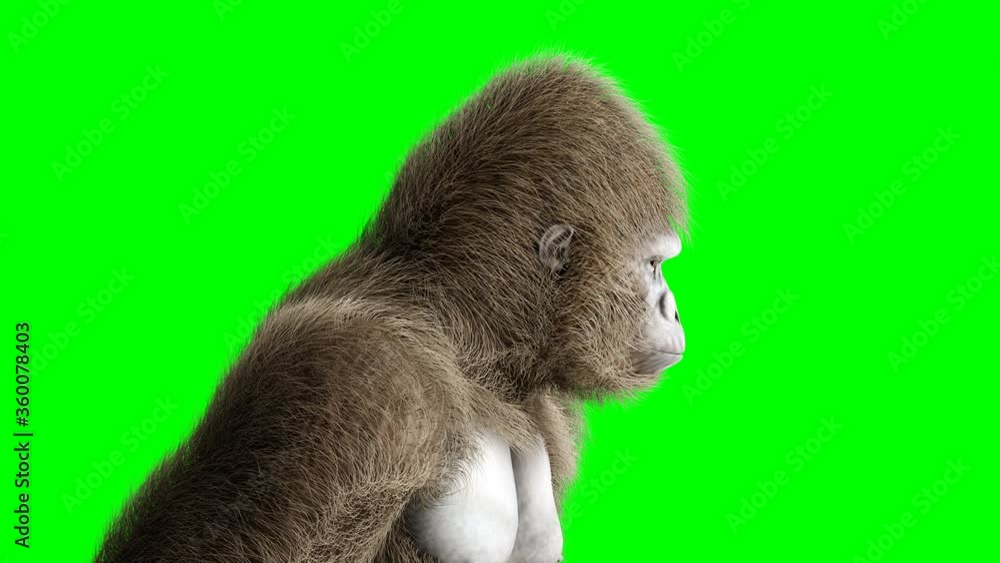 Funny brown gorilla stay idle. Super realistic fur and hair. Green ...