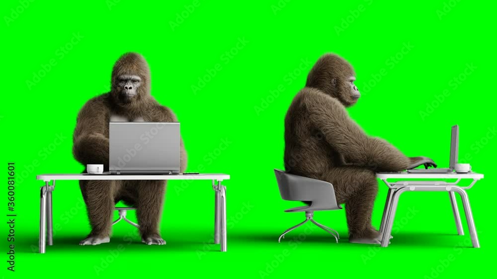 Funny brown gorilla works behind a computer. Super realistic fur and ...