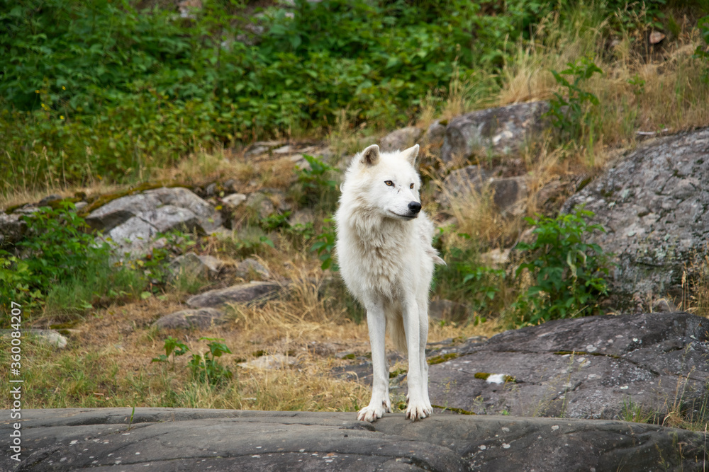 Arctic Wolf in summer Stock Photo | Adobe Stock