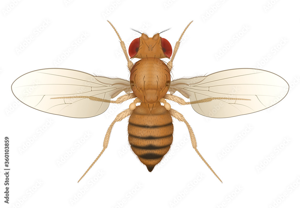 Drosophila Fruit Fly Insect. Female. Stock Illustration | Adobe Stock