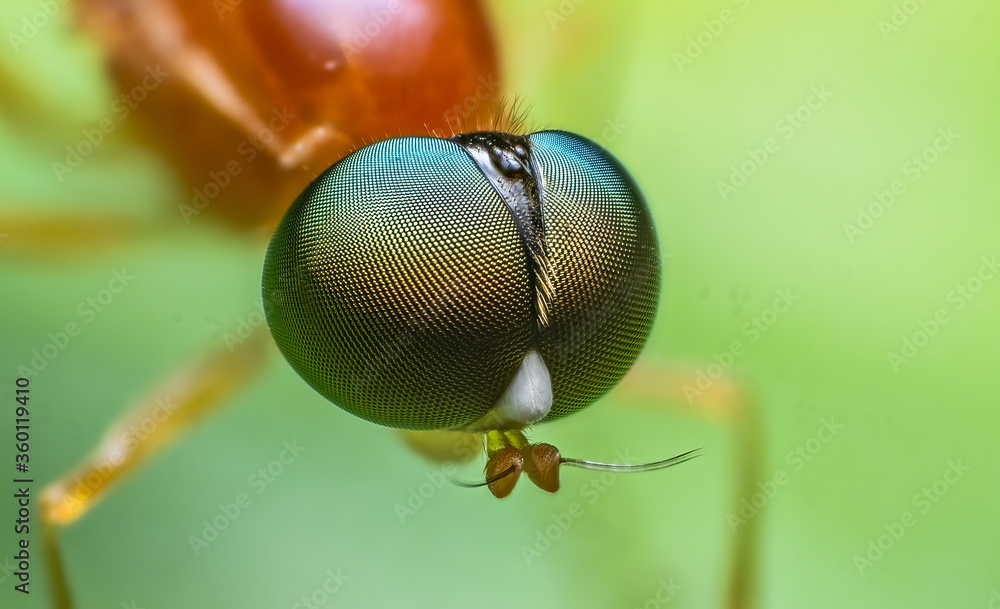 beautiful closeup photos of insects Stock Photo | Adobe Stock