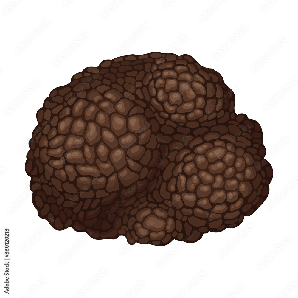 Whole Truffle as Fruiting Body of Subterranean Ascomycete Fungus Vector ...