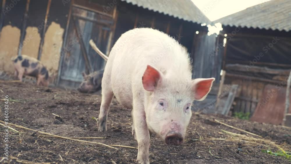 funny pigs sniffing soil wags tail farming agriculture concept. pig on ...