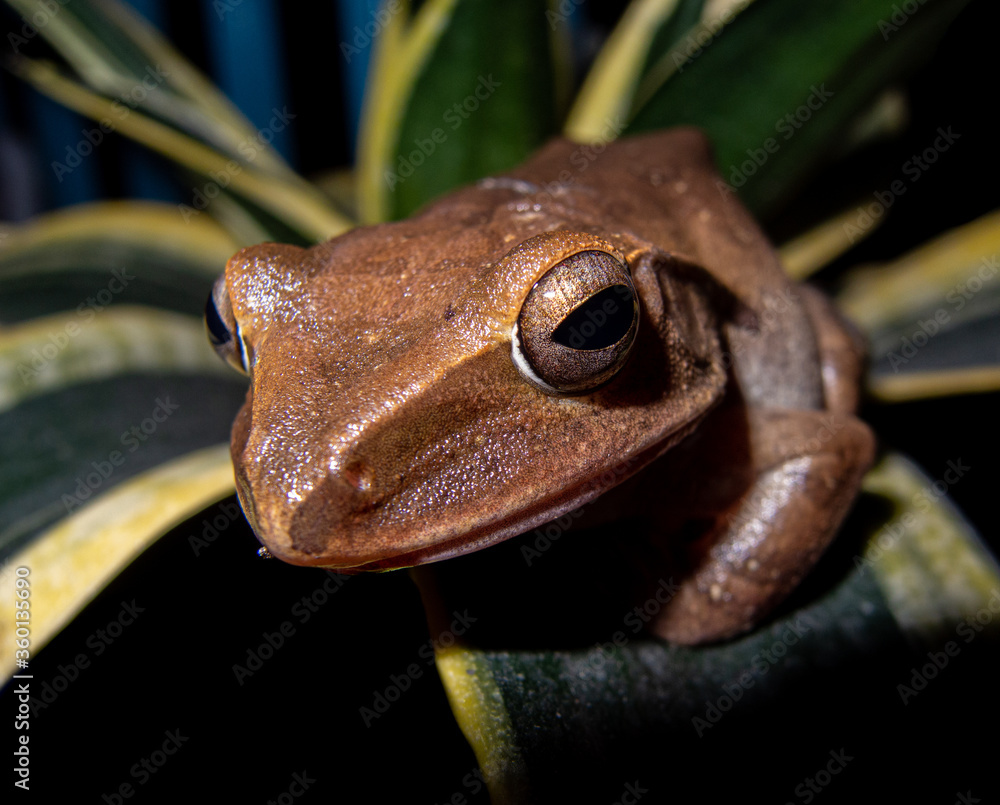 Polypedates leucomystax (Common Tree Frog) is a species of amphibians ...