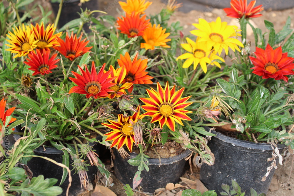 GAZANIA - AFRICAN DAISY. Belonging, botany. A Fresh GAZANIA - AFRICAN ...