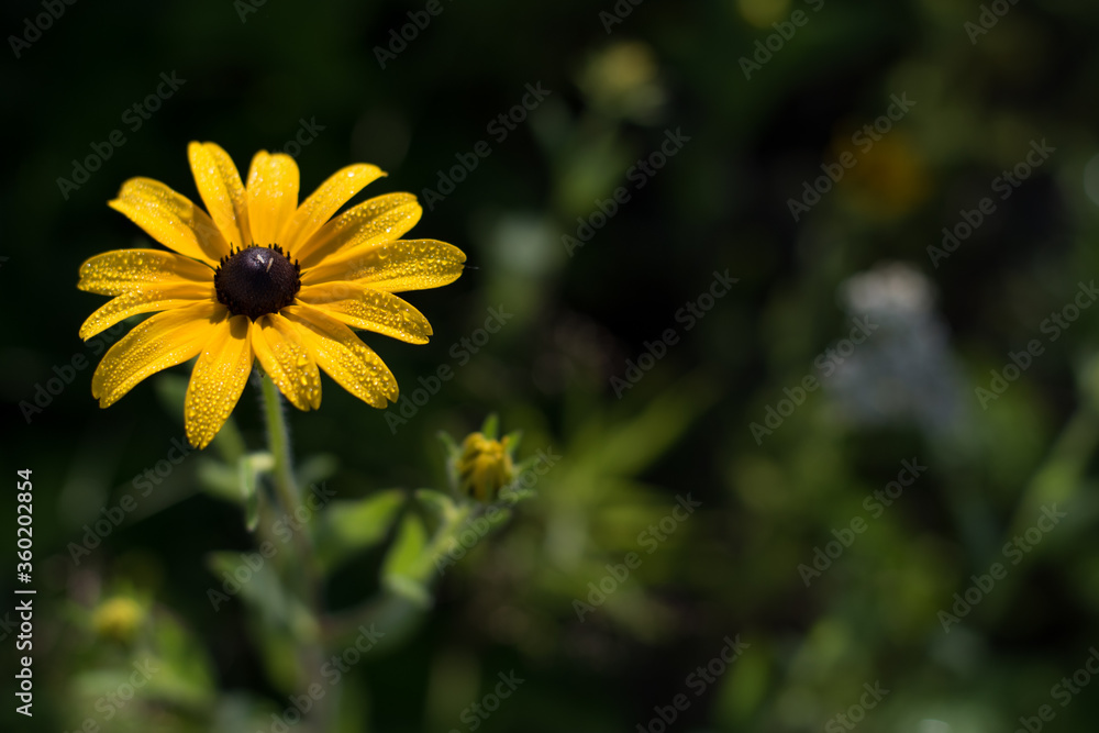 Black-eyed susie flower blooming in the early morning sun with dew ...