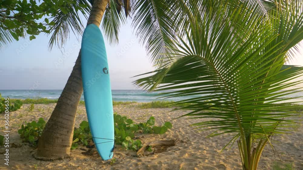 CLOSE UP, DOF: Long blue surfboard leans against a palm tree on the ...