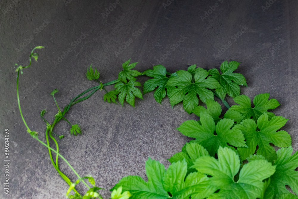 Nature versus civilization. Sprig of greenery on a concrete slab Stock ...