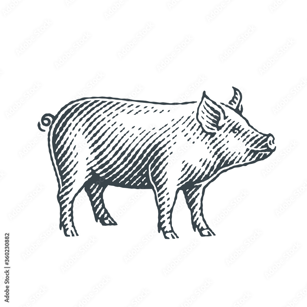 Pig. Hand drawn engraving style illustrations. Stock Vector | Adobe Stock