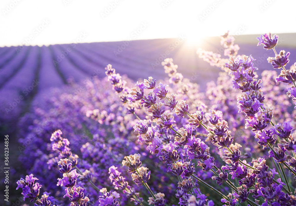 Lavender Fields Sunrise