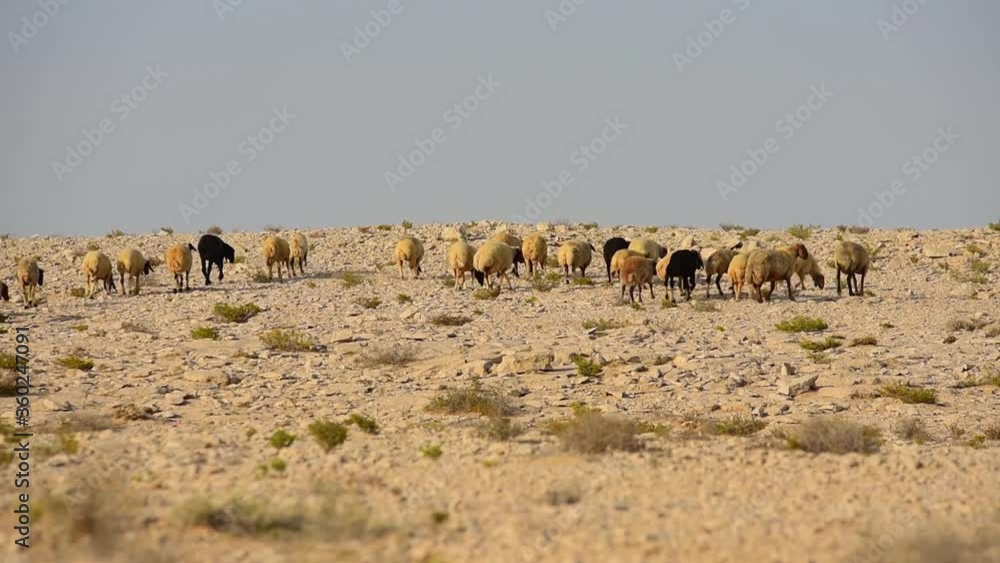 A flock of sheep is grazed in the desert. Sheep and rams with fat tail ...