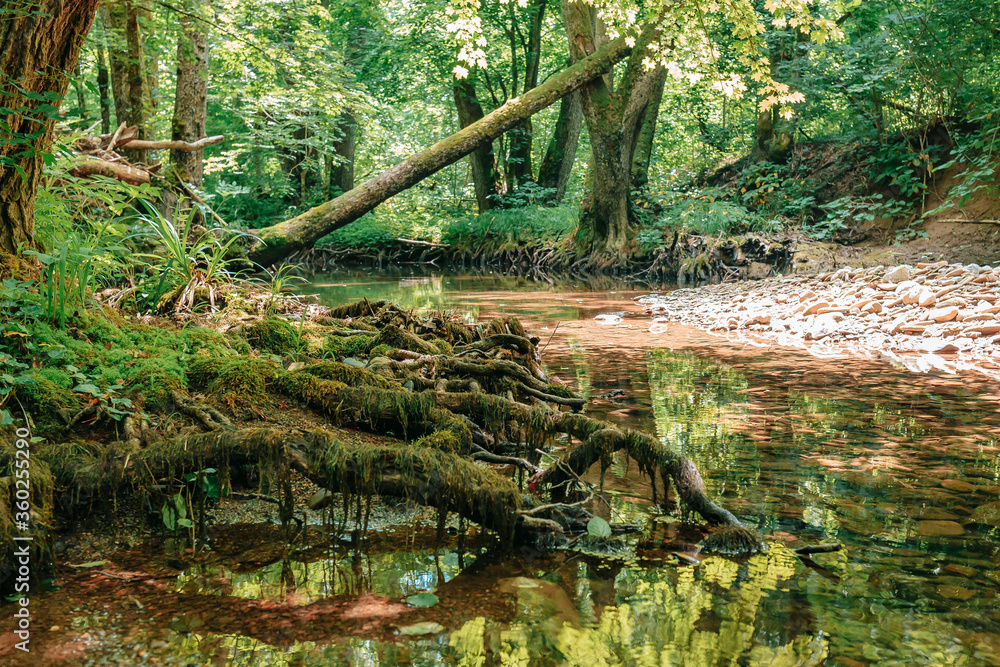 Forest clear stream in the overgrown dense summer forest along the bank ...