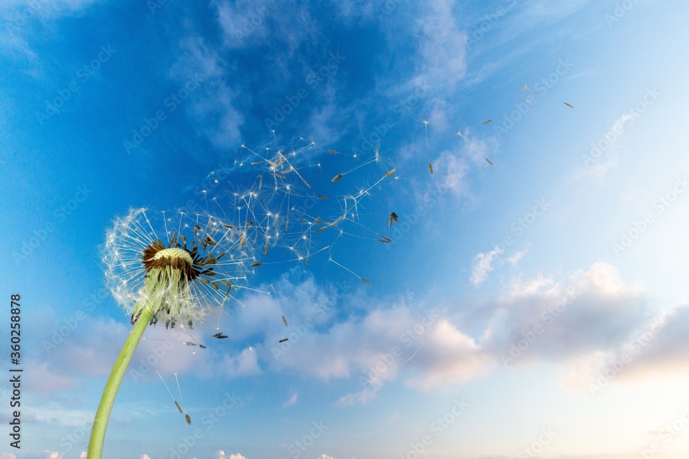 Flying dandelion seeds on the sky background Stock Photo | Adobe Stock