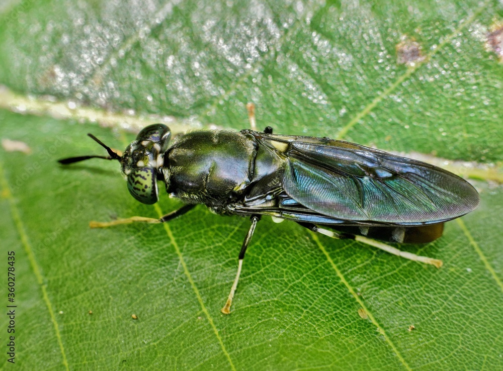Black Soldier fly resting on a green leaf in Houston, TX. Widespread ...