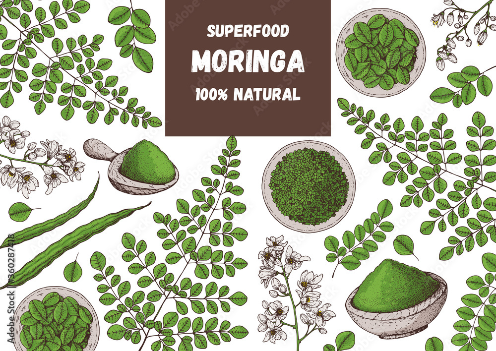 Moringa hand drawn illustration. Organic healthy food. Moringa leaves ...