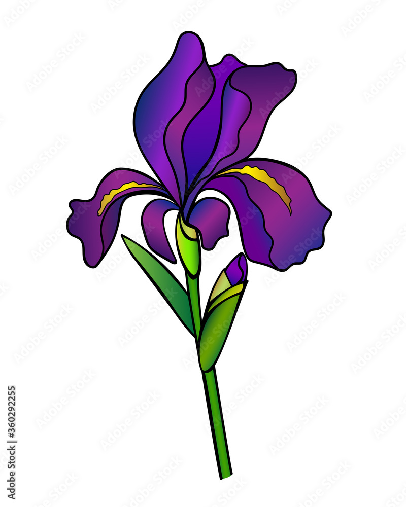 Iris Flower Clipart