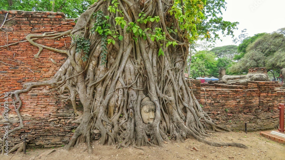 Ayutthaya, Thailand temple face in the tree. Buddha head in the trees ...