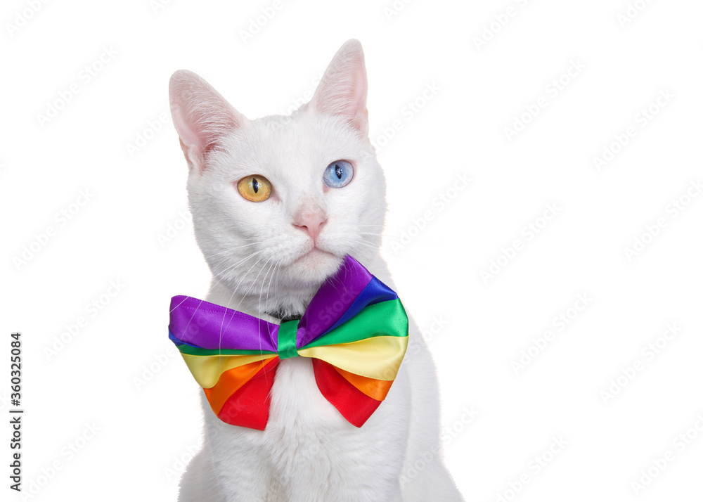 Portrait of a white khao Manee cat with heterochromia wearing a rainbow ...