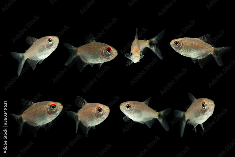 Collection of Red Eye Tetra fish isolated on black background Stock ...