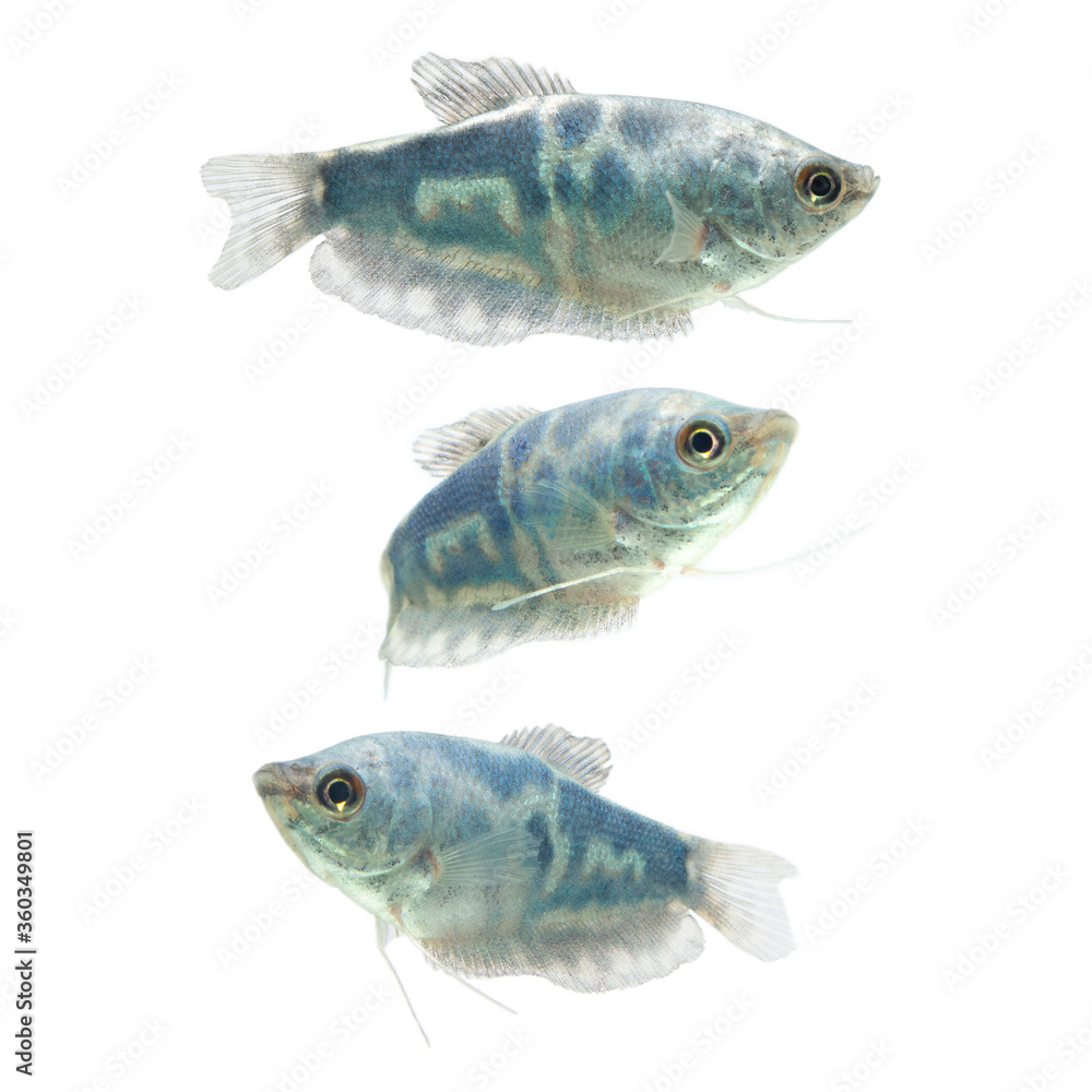 Foto de Opaline Gourami /Trichopodus trichopterus tropical aquarium ...