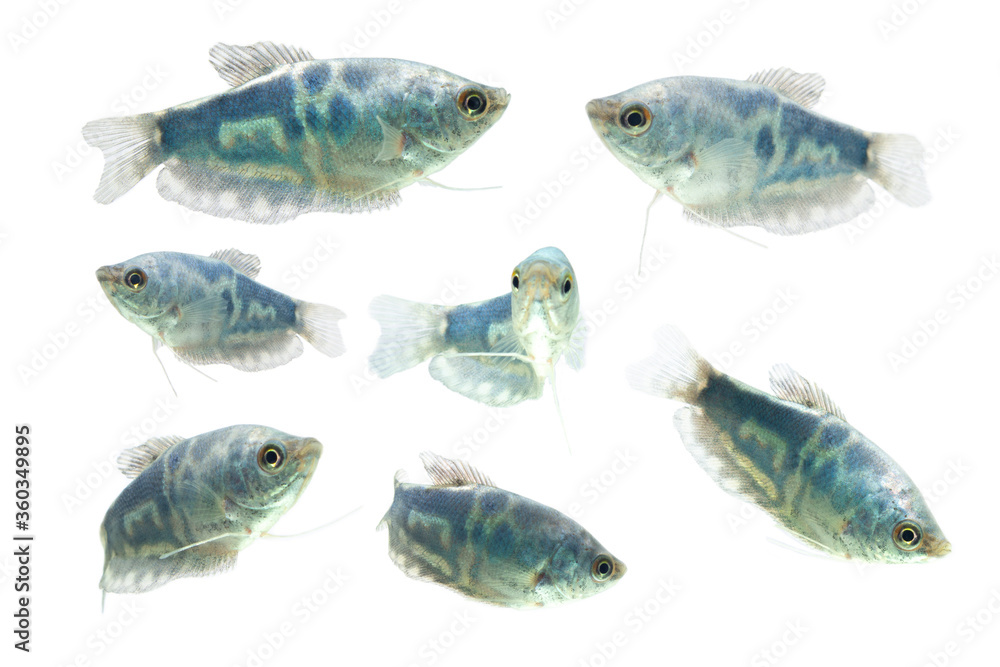 Foto de Opaline Gourami /Trichopodus trichopterus tropical aquarium ...