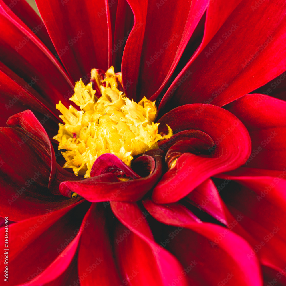 Red Dahlia Blooms with Yellow Centers-Macro Closeup-square Stock Photo ...