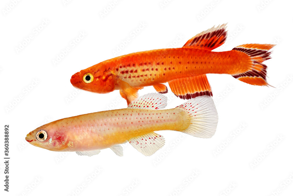 Killifish Male and female Killi Aphyosemion austral Hjersseni gold ...