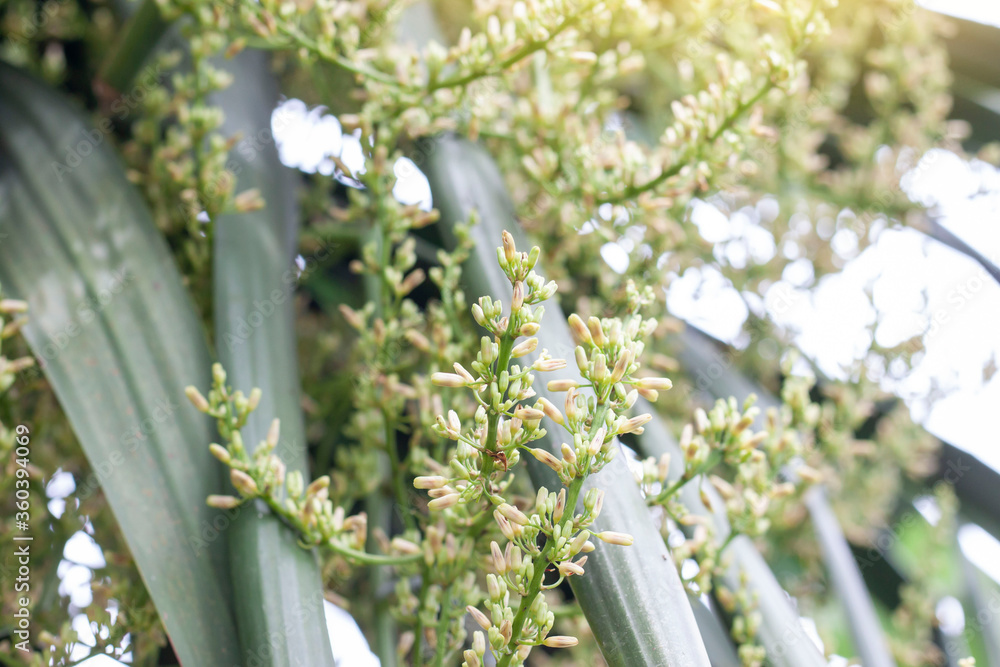 Flower of Dracaena loureiri Gagnep bloon on tree with sunlight in the ...