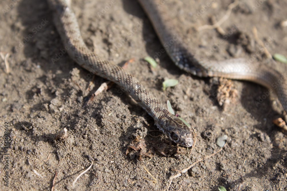 Young gray-brown snake, top view and side view, close-up. Black eyes of ...