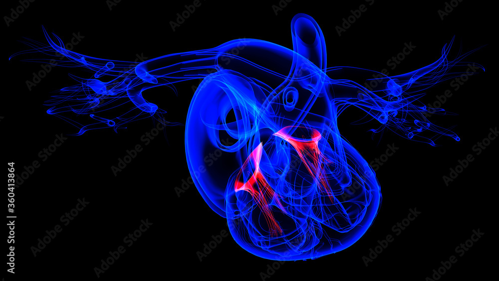 Human Heart Tricuspid and Bicuspid Valve For Medical Concept 3d ...