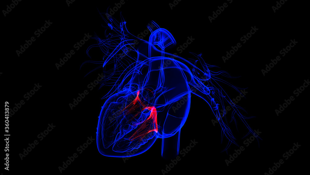 Human Heart Tricuspid and Bicuspid Valve For Medical Concept 3d ...