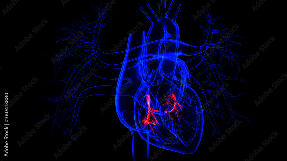 Human Heart Tricuspid and Bicuspid Valve For Medical Concept 3d ...