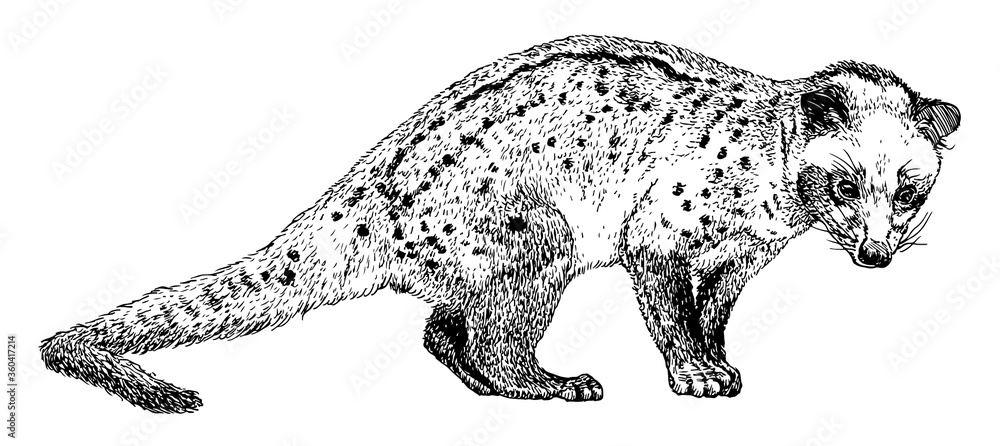Palm Civet Cat
