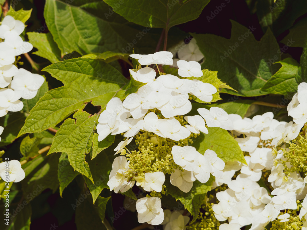 Hydrangea quercifolia ou Hortensia à feuilles de chêne aux grandes ...