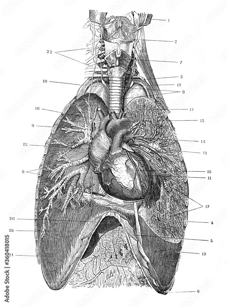 Anatomy of the back Human Respiratory System Larynx Trachea and Bronchi ...