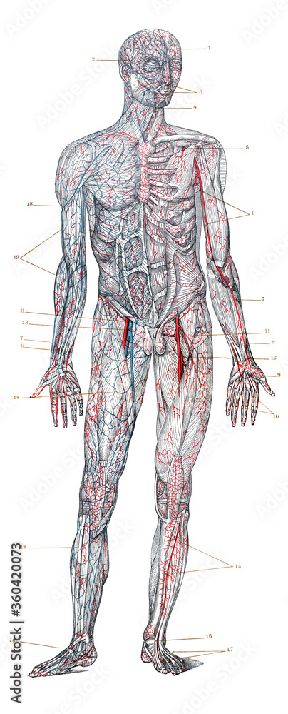 Anatomy of Cardiovascular system of a human. the blood circulation or ...