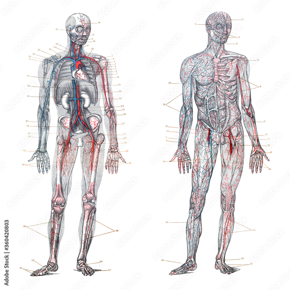 Total body anatomy of Cardiovascular system of a human. the blood ...