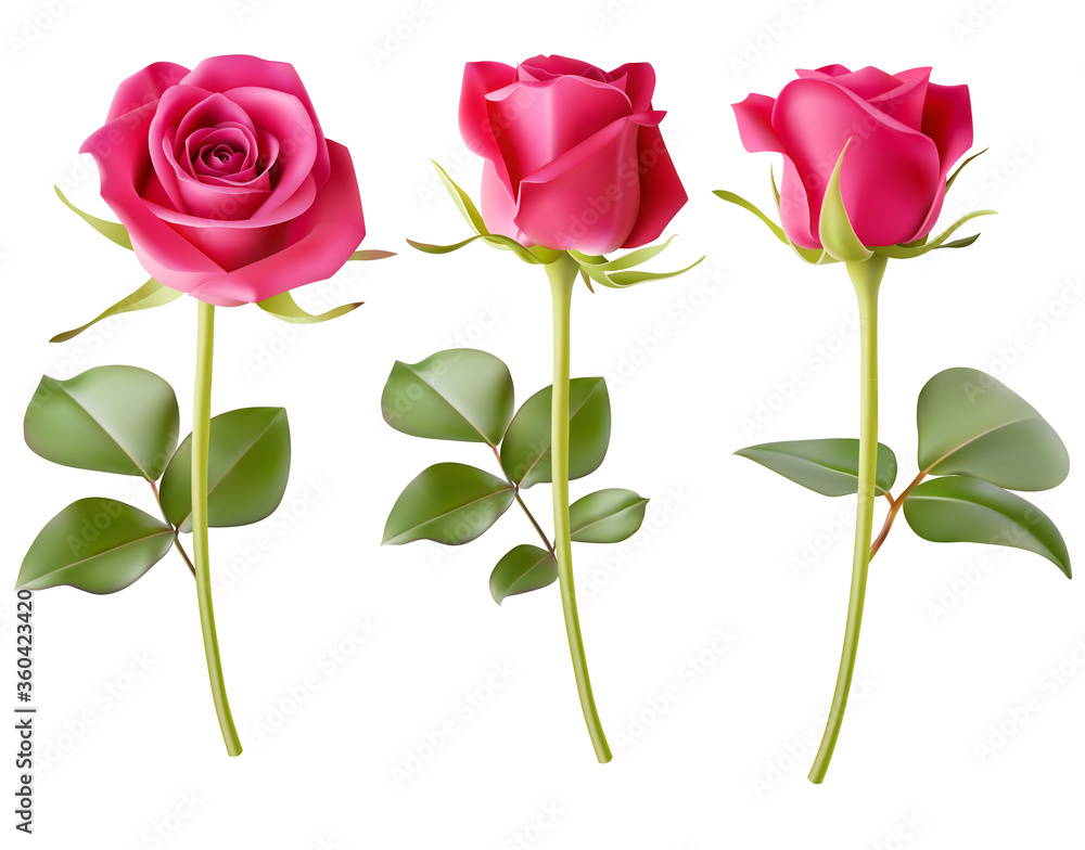 Set of decorative realistic pink rose with green leaves isolated on ...